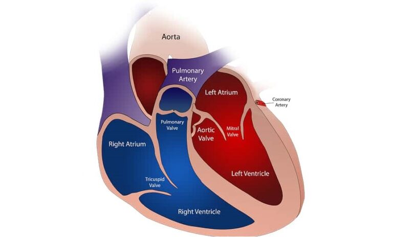 Valves of the heart | Anatomy And Physiology | Valves of the heart